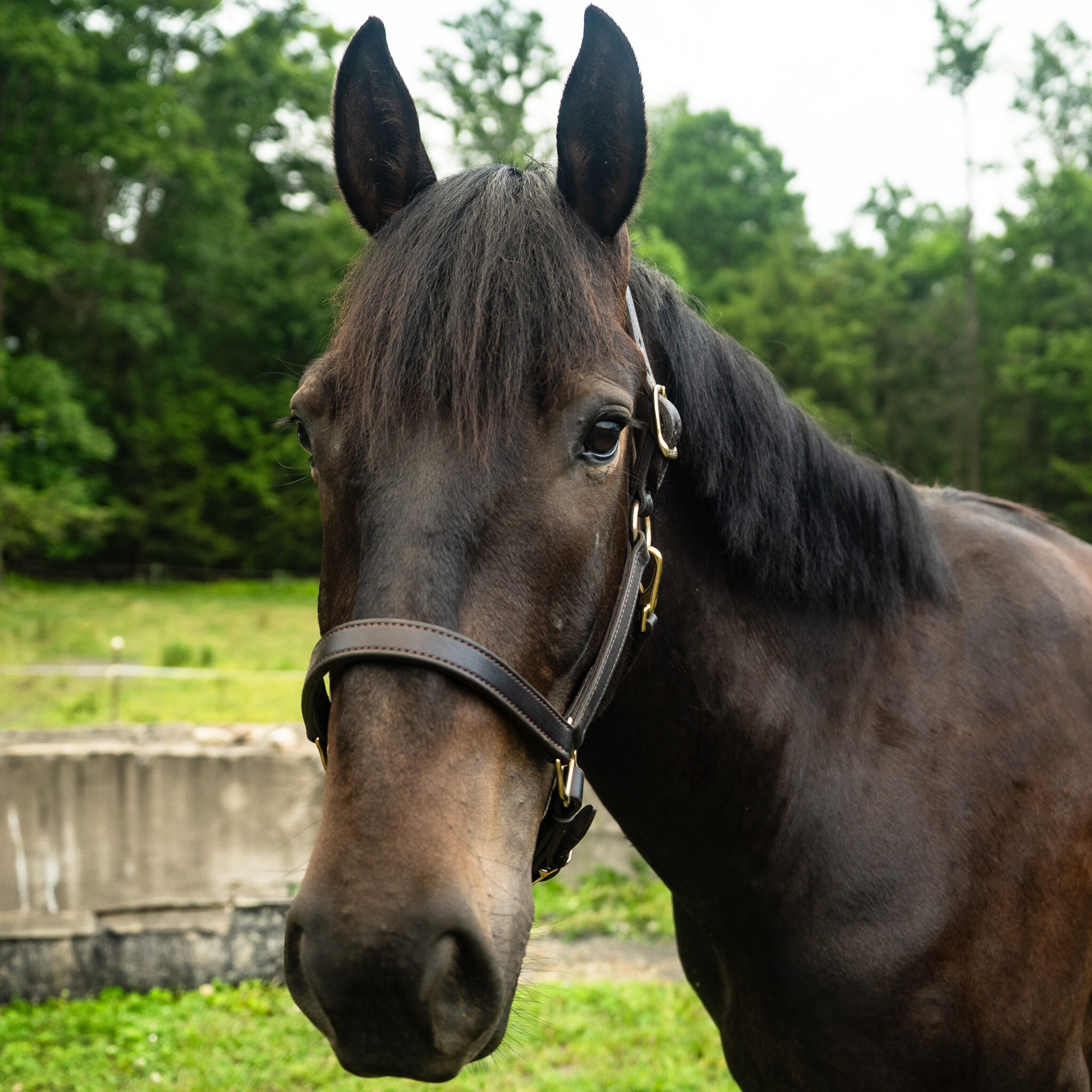 Meet Our Horses – SunnyBrook Meadows Therapeutic Riding
